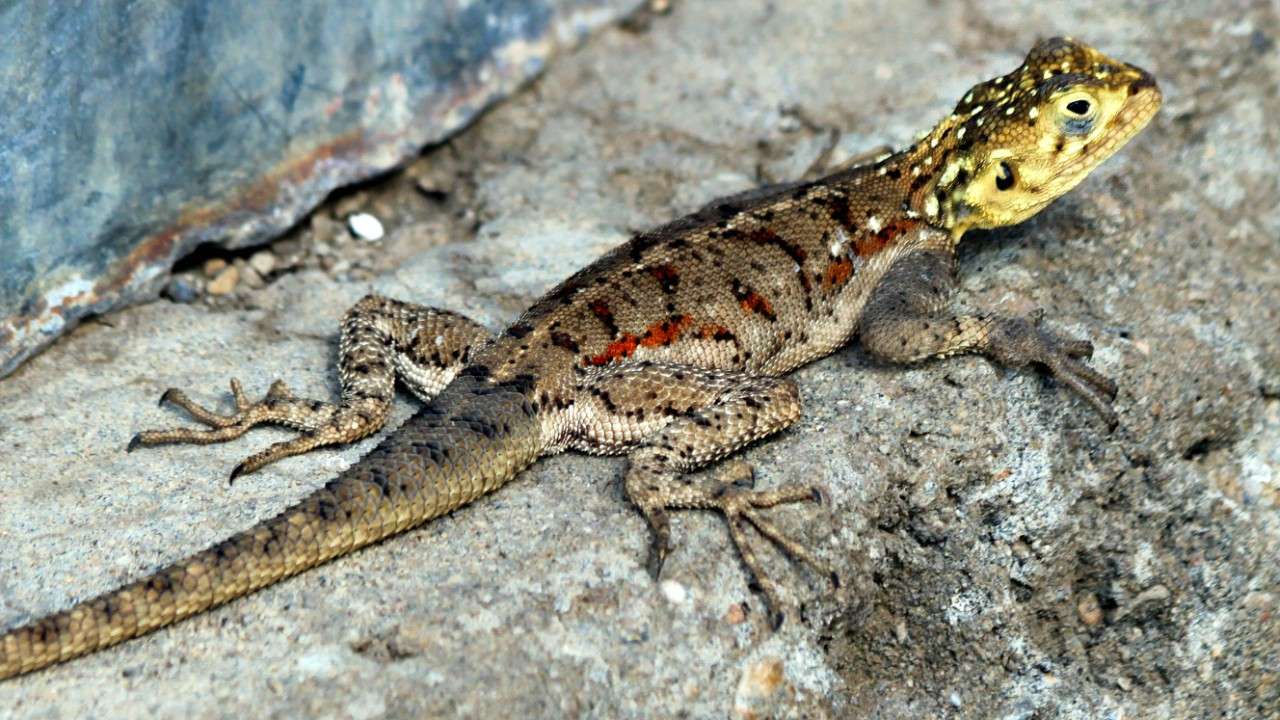 Experts debunk claim of Iran official that West used lizards to spy ...
