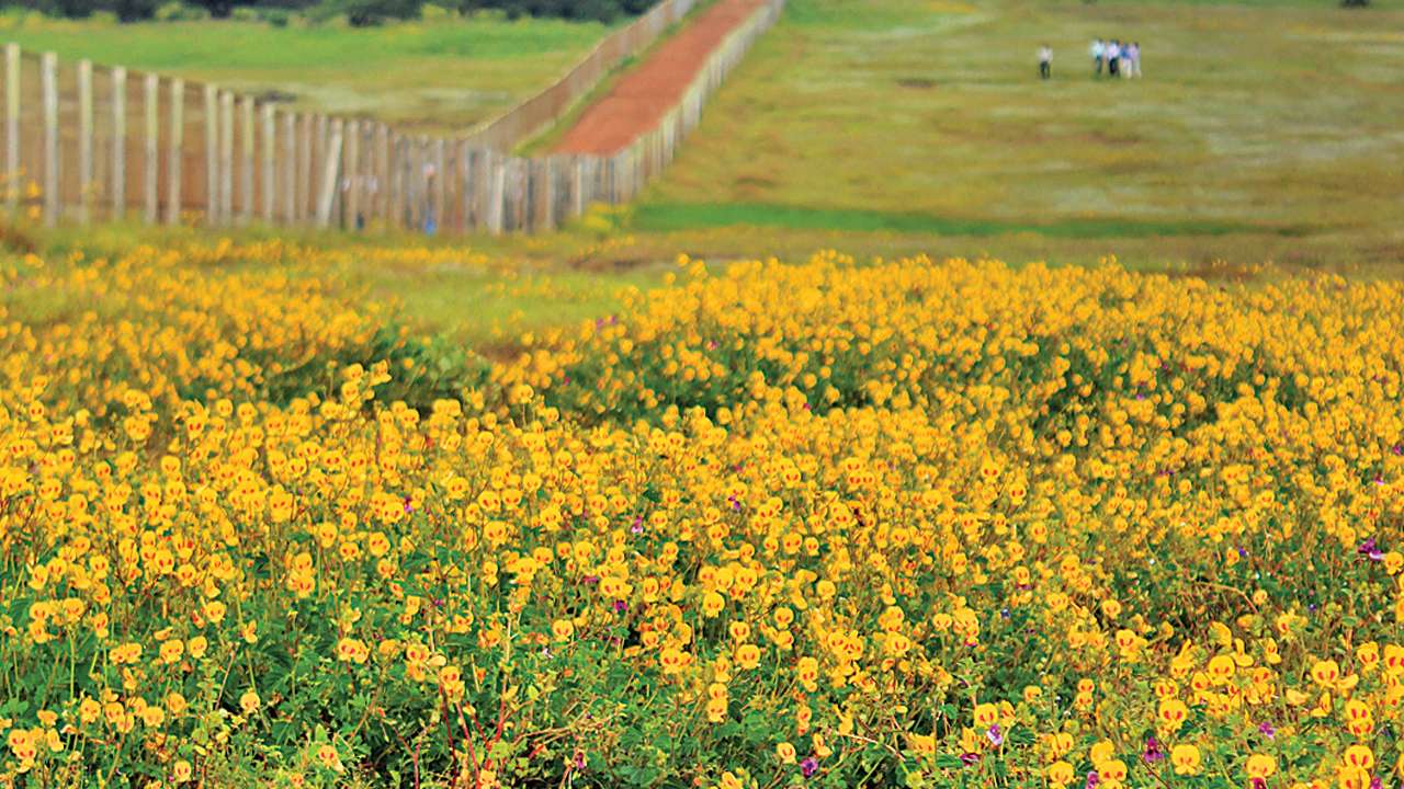 Maharashtra to get another 'plateau of flowers'