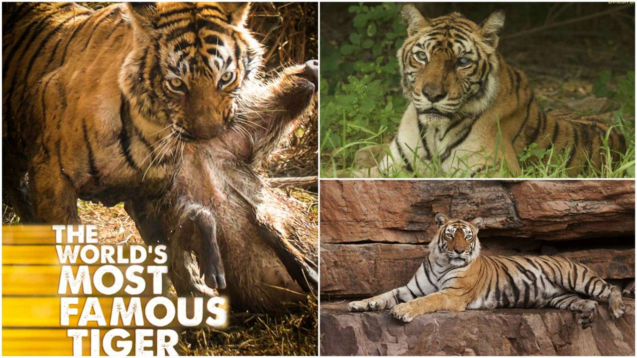 Machli will now roar on screen!