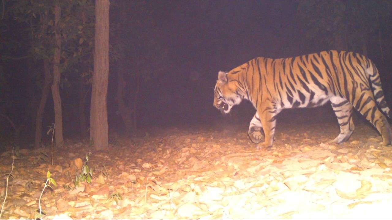 West Bengal: Villagers in Lalgarh tense as Royal Bengal Tiger spotted ...
