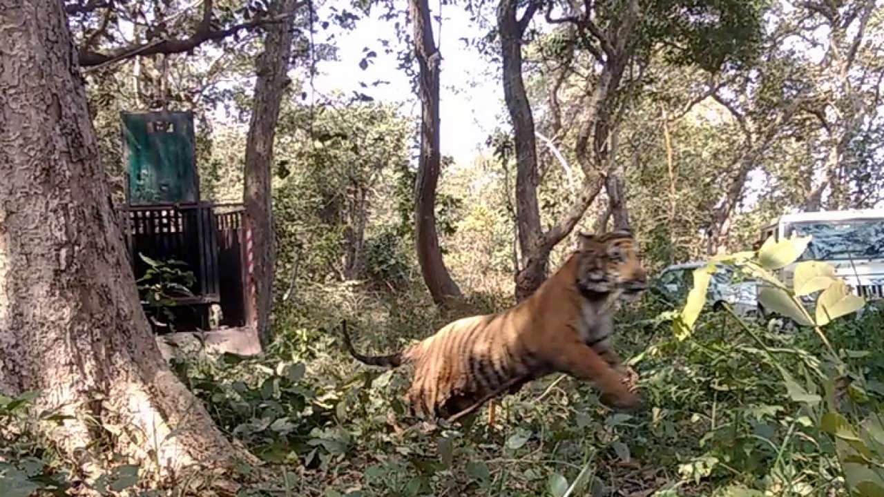 Uttar Pradesh: Tiger released in wild, GPS collar to help track its ...