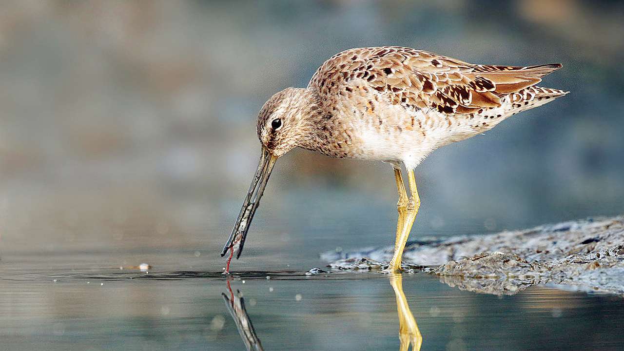 Dowitcher bird attracts birdwatchers at Bhandup Pumping Station