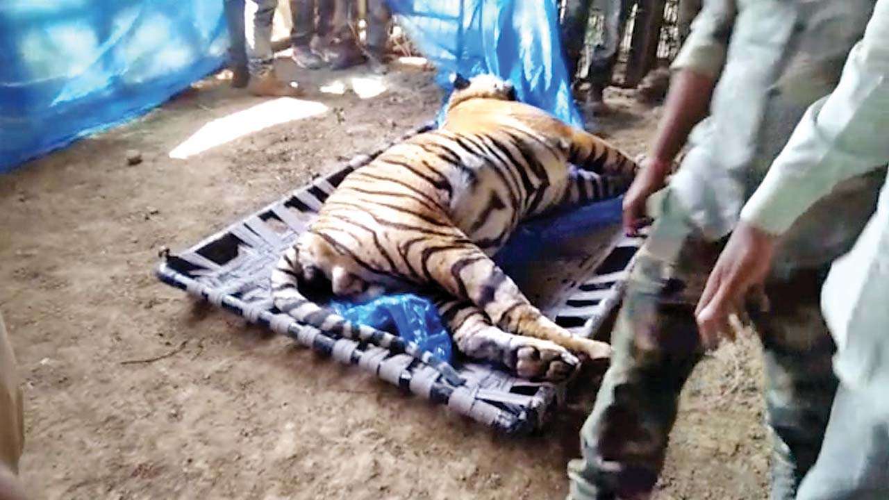 Rajasthan loses two tigers in two days