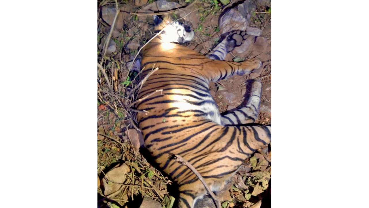 DNA Exclusive | Tiger body may pounce on Rajasthan forest department ...