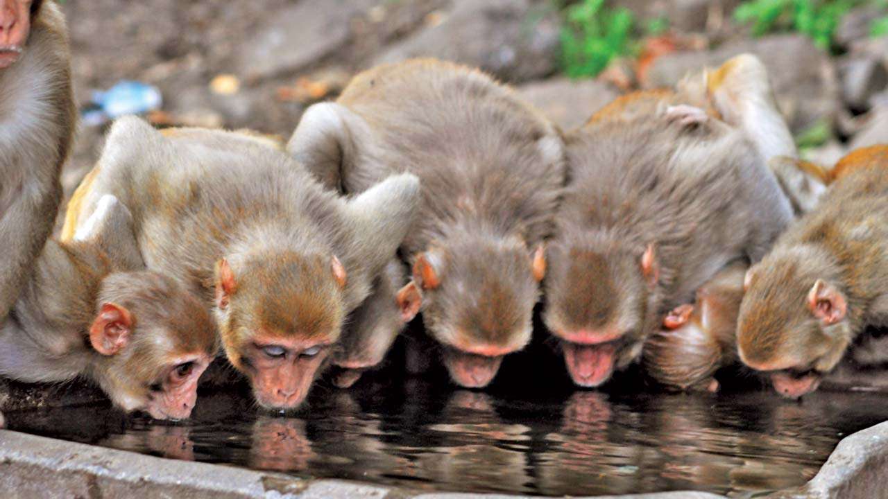 Uttar Pradesh: Mysterious deaths of 100 monkeys in a week baffles villagers