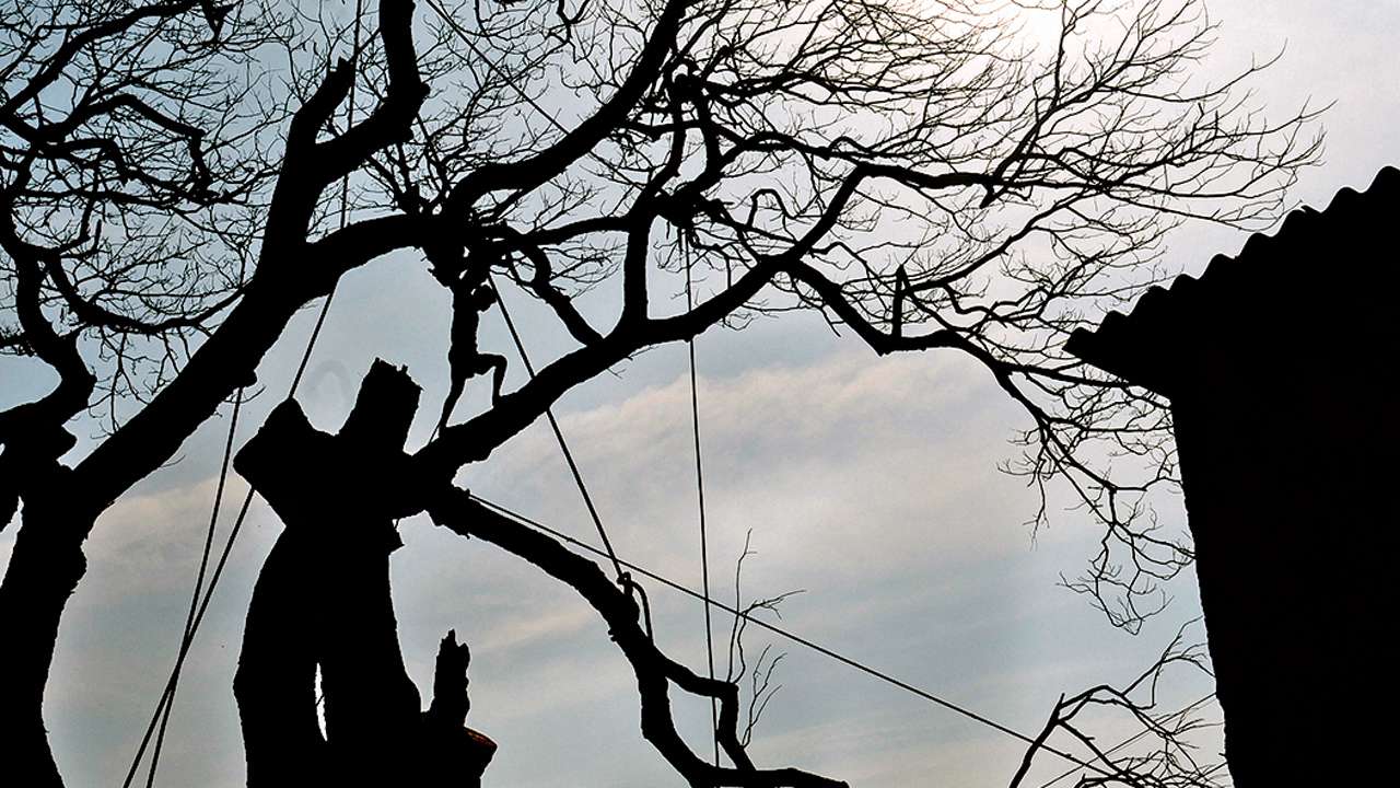 Chief s Powers To Decide On Proposals Of Cutting Trees Not Arbitrary 