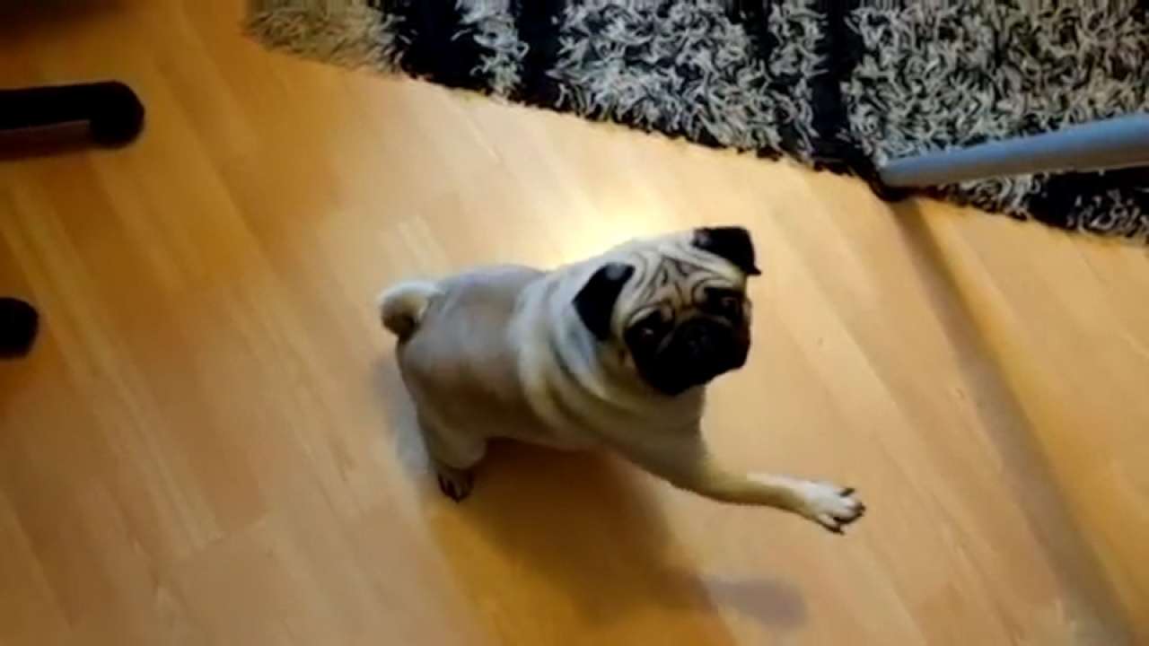 UK: 30-year-old man fined Rs 74,000 for filming his girlfriend's pug ...