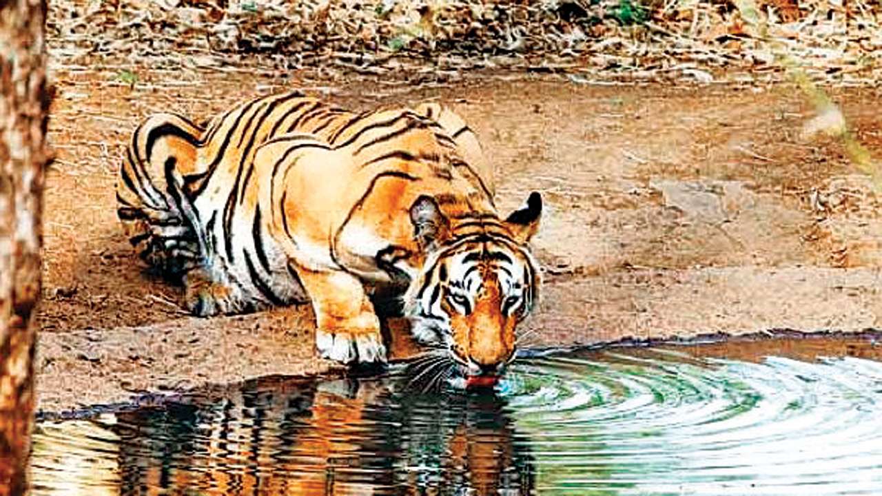MoEF to inspect road site in tiger corridor