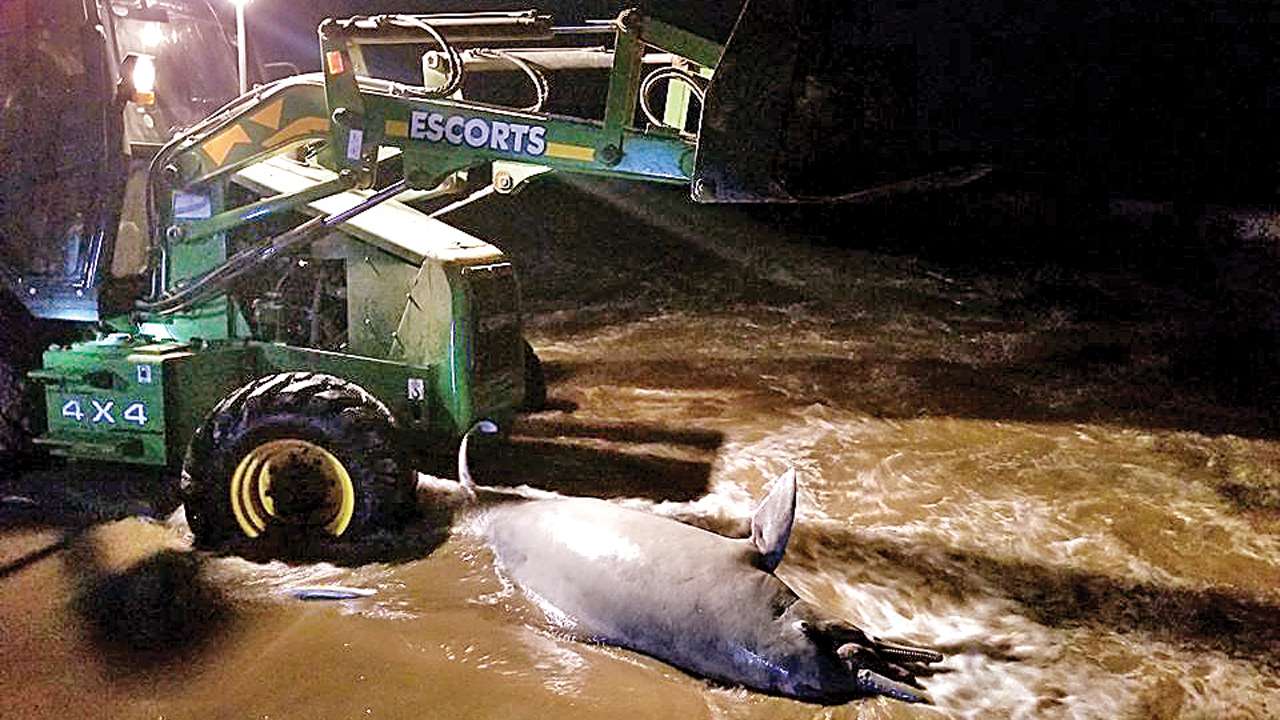 Dolphin carcass washes ashore at Versova beach