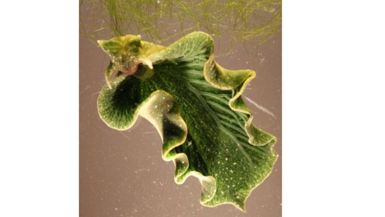 Sea slugs can shed light for perpetual green energy