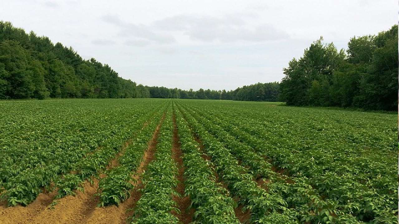AI-enabled system for 'smart' aqua farming developed