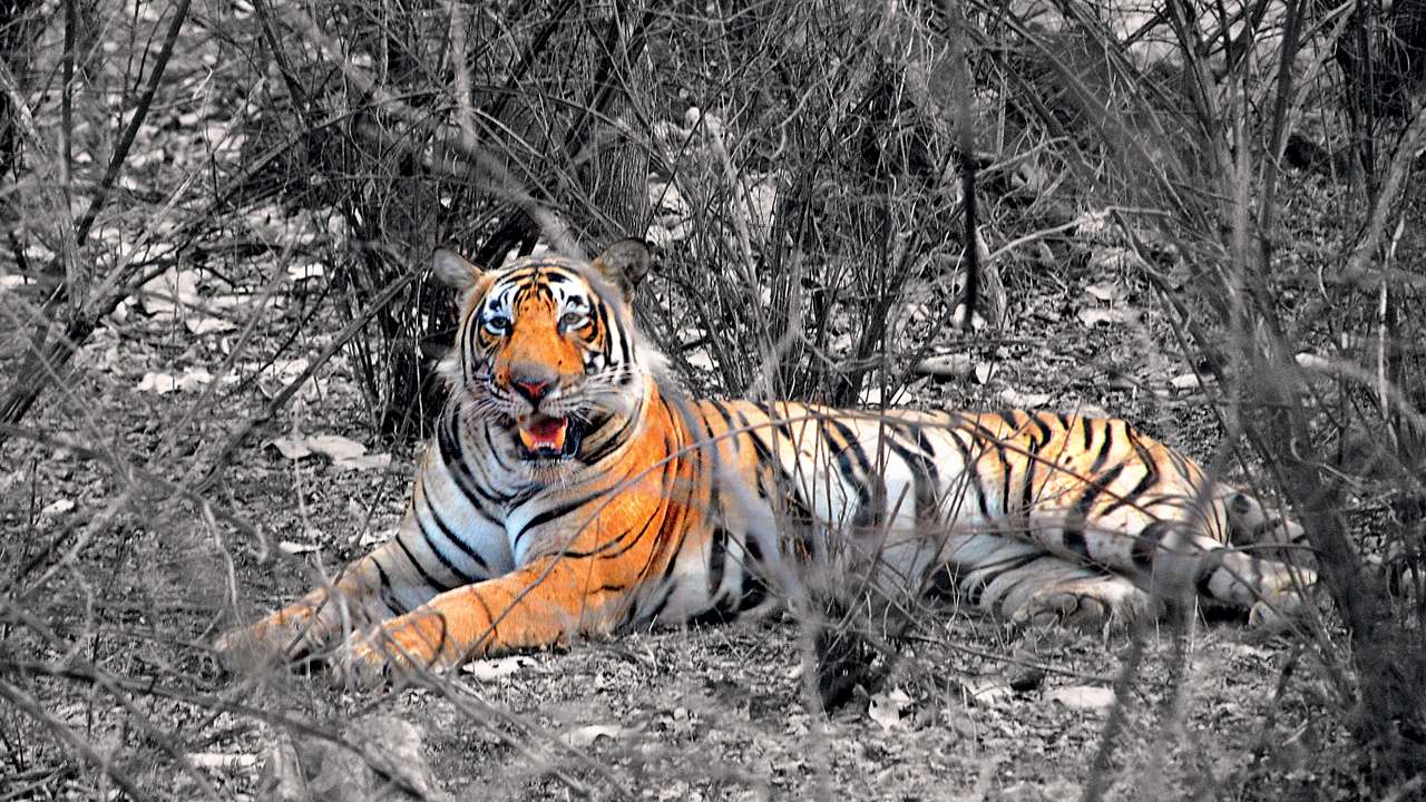 DNA SPECIAL: On the Tiger trail