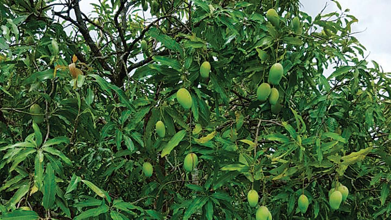 Thunderstorm: Farmers suffer loss of mango crop in northern India