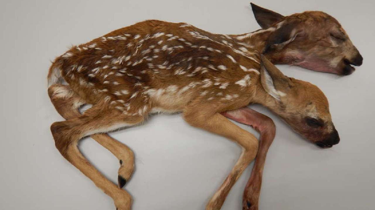 World s First Two headed Baby Deer Found
