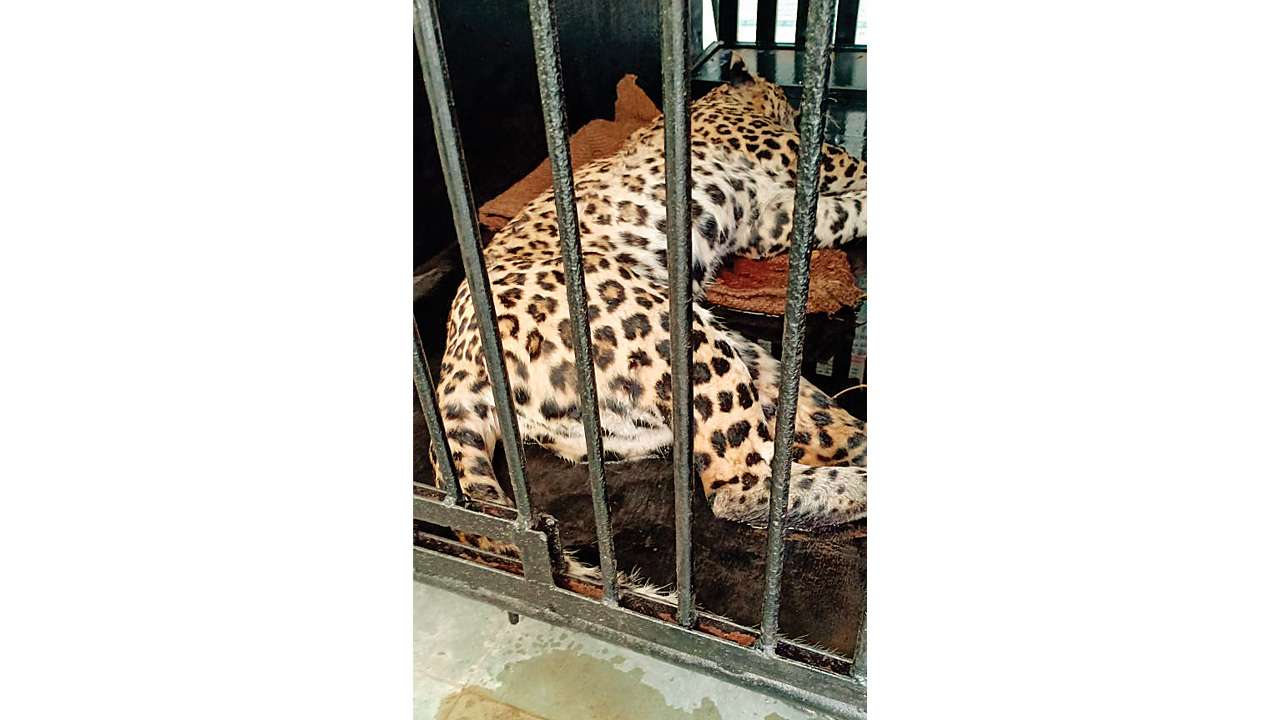 Chandrapur: Leopard hurt in road accident, video goes viral