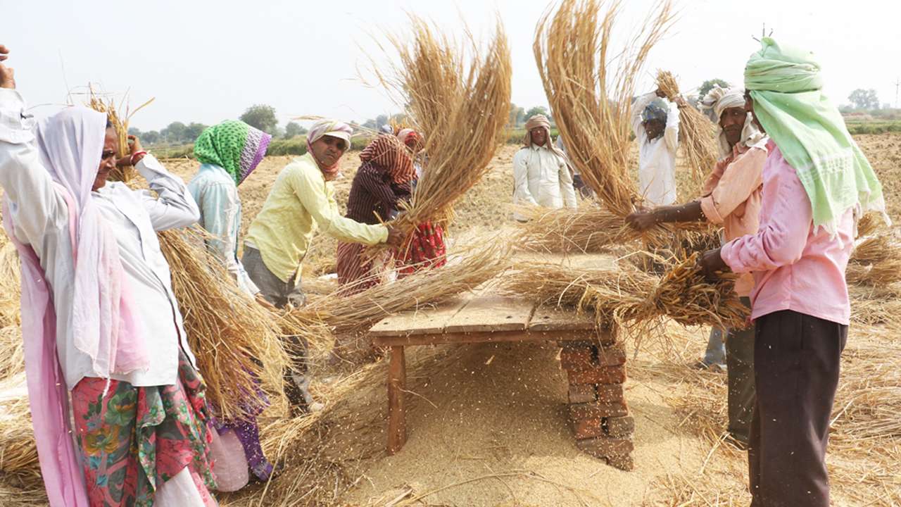 Cut down on water guzzling wheat crops: World Bank to Rajasthan govt