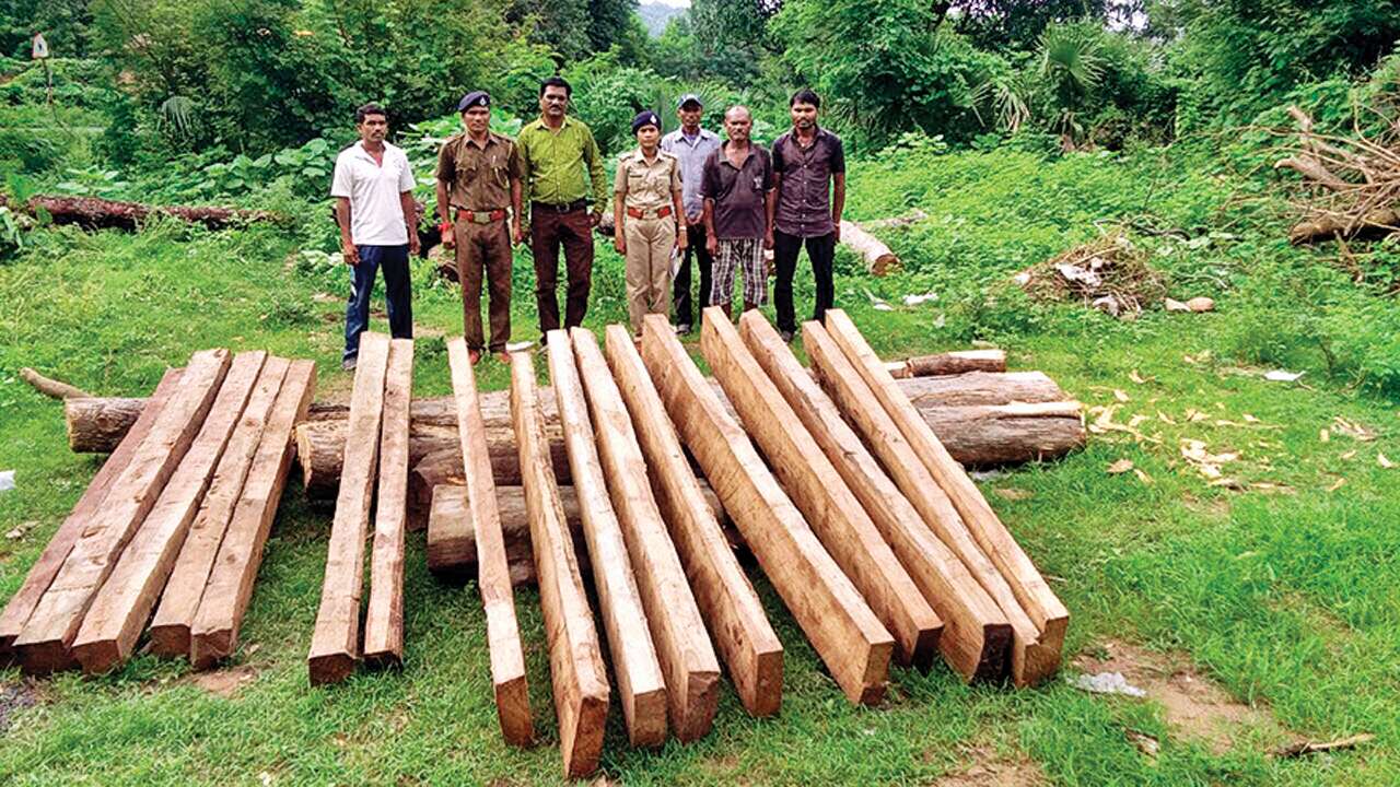 Maharashtra, Chhattisgarh and Telengana join hands to curb timber racket