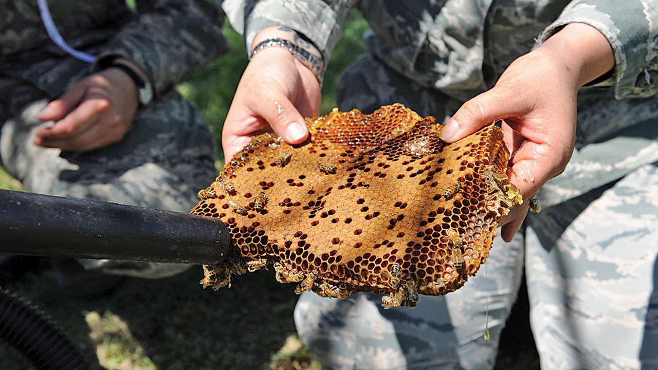 Bee cool! Maharashtra government has a plan for that honeycomb on your ...