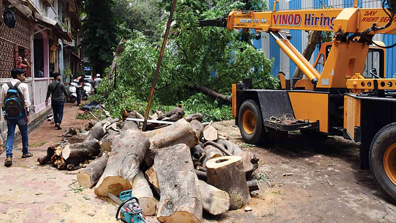 Mumbai: Tree collapse at Dadar injures four of same family