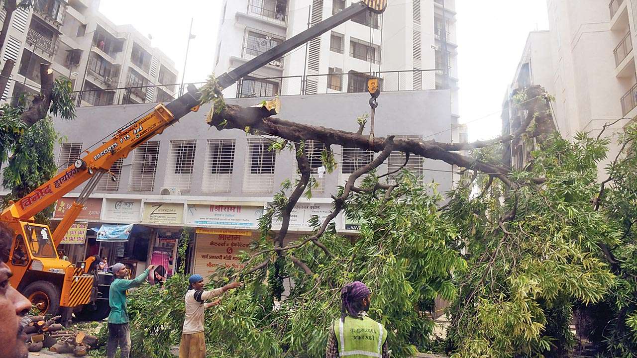 Mumbai: Civic body received proposal to cut 1,481 trees in six months