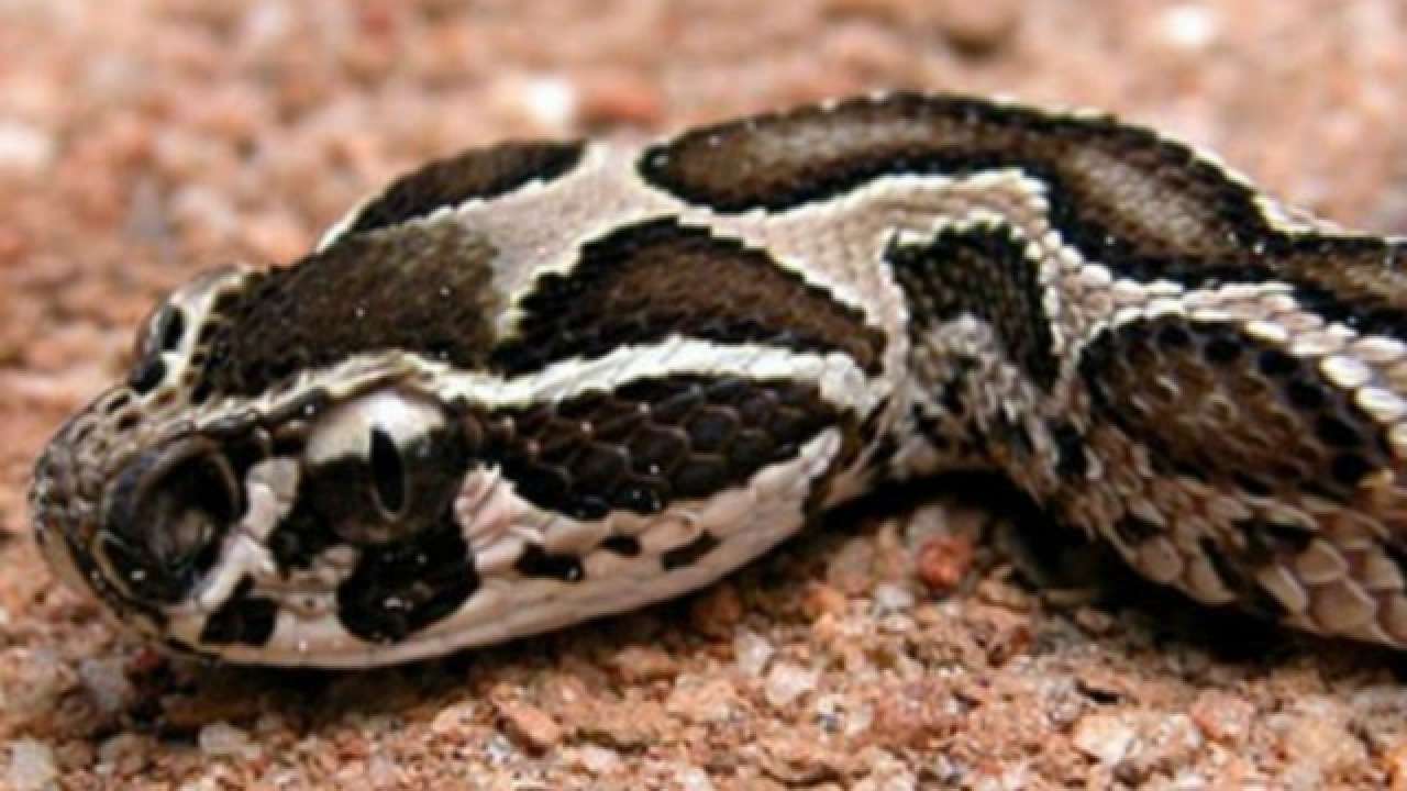 Watch: Forest range officer has narrow escape after python tries ...