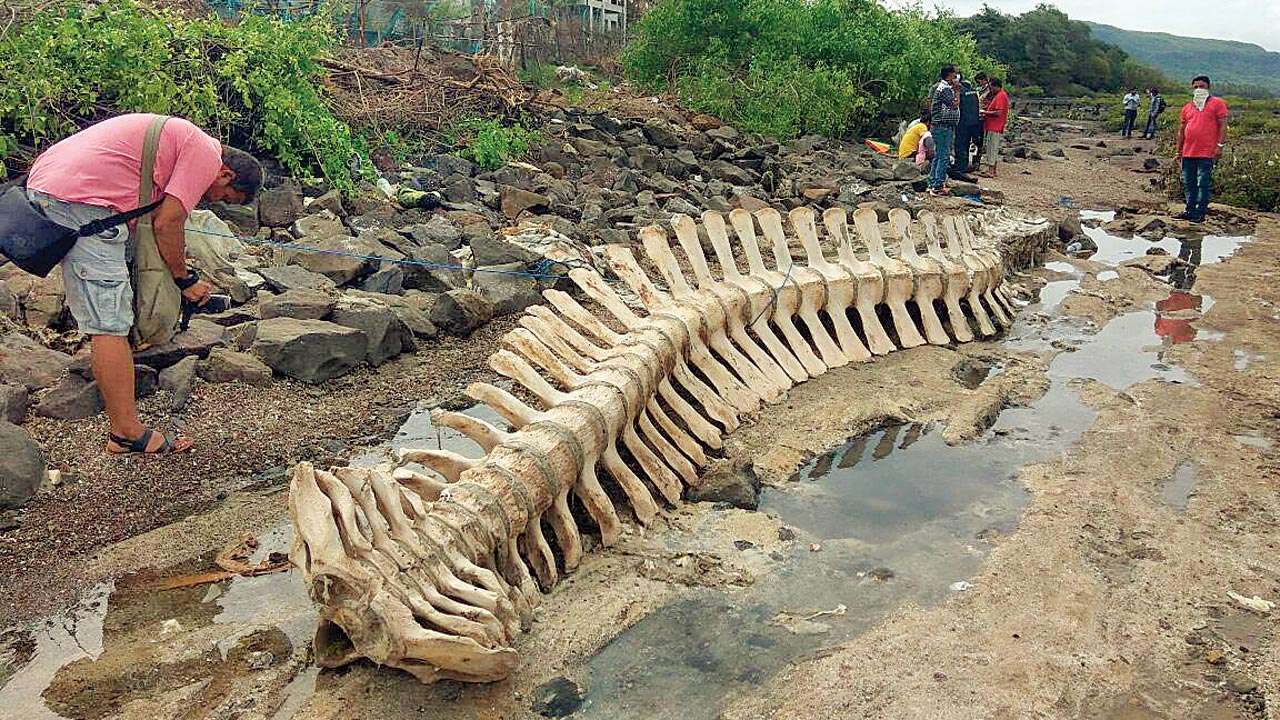 Maharashtra: 43-ft-long whale's skeletal frame to be preserved