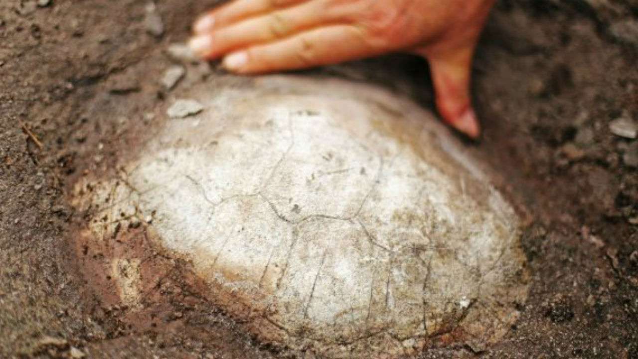 Jurassic-era turtle fossil discovered in China: Report