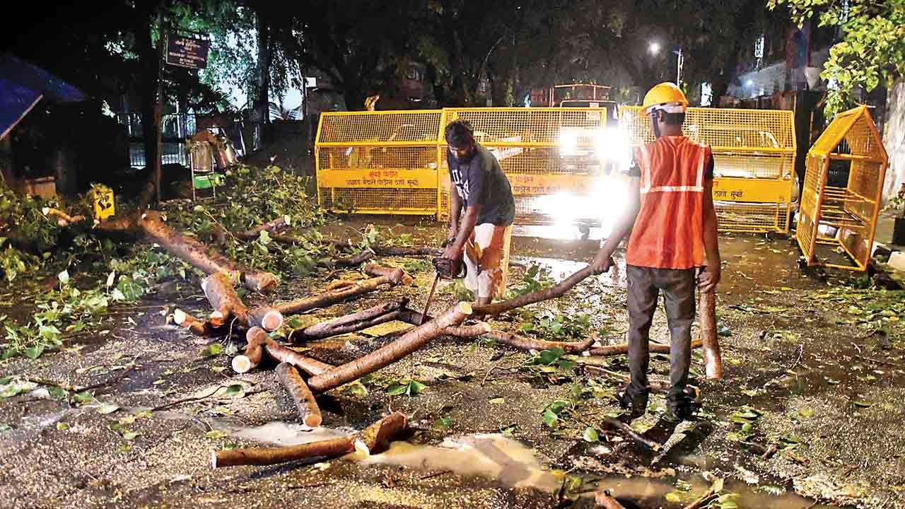 One dead, four injured in South Mumbai tree fall mishap