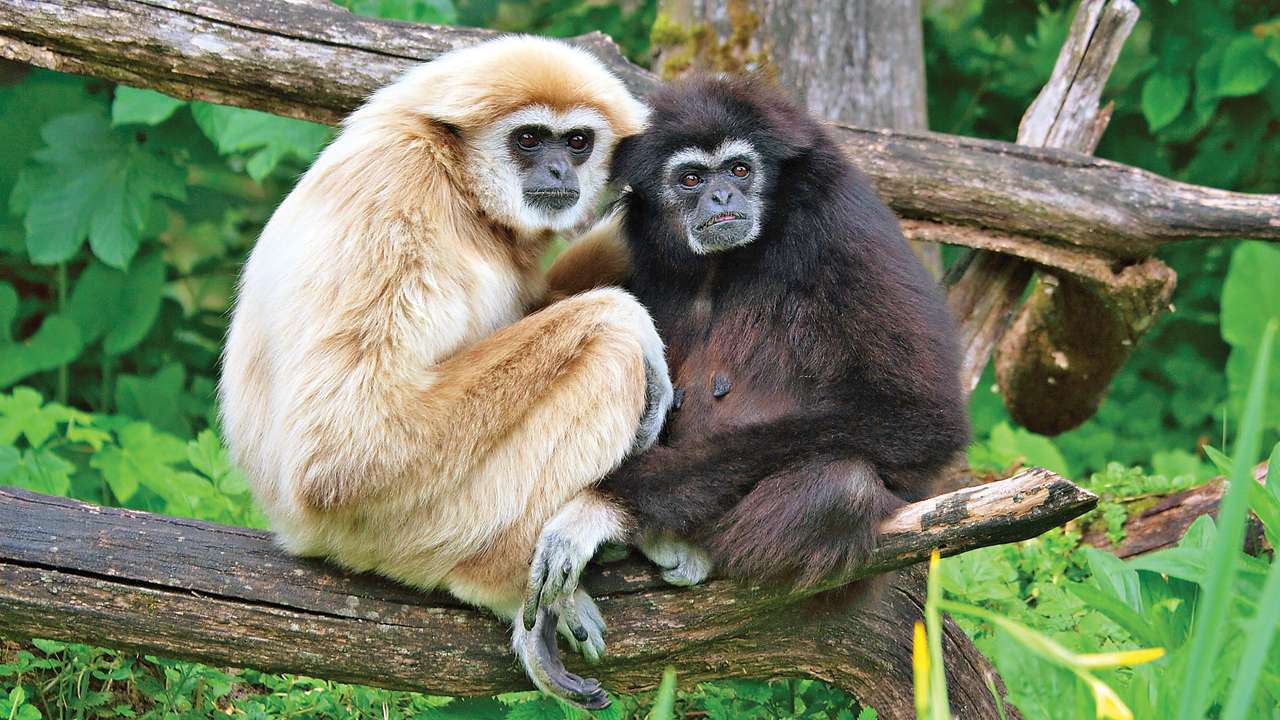 2 dropouts on a mission to save India's only ape species