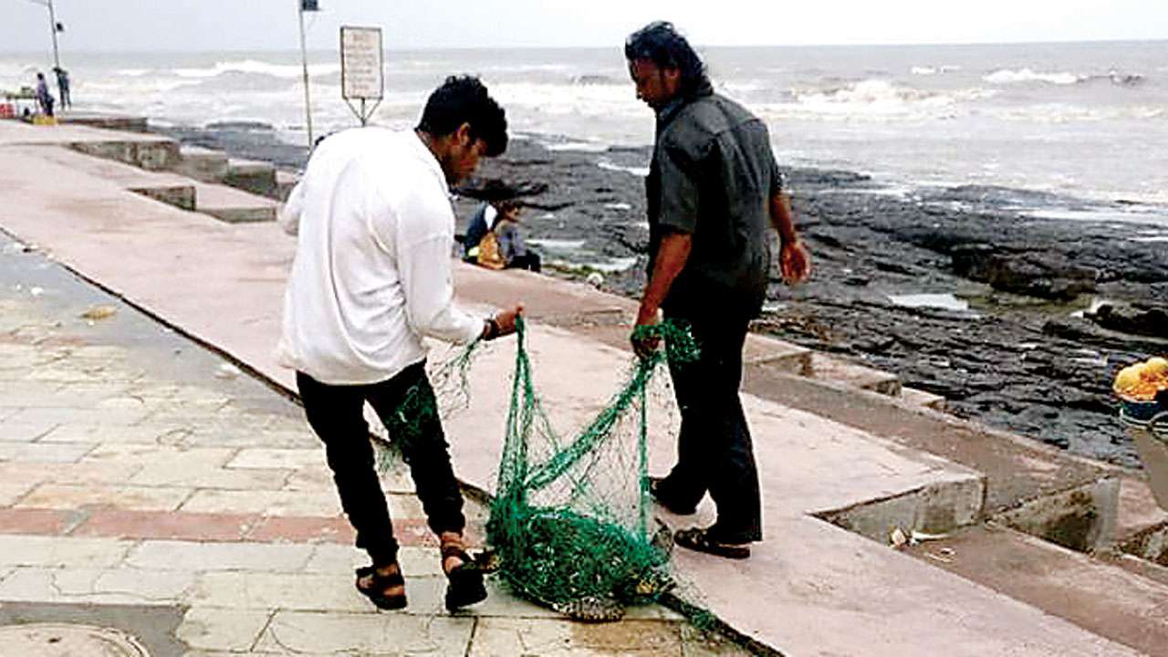 Hawksbill Turtle caught in net released into sea, Bandra Police ...