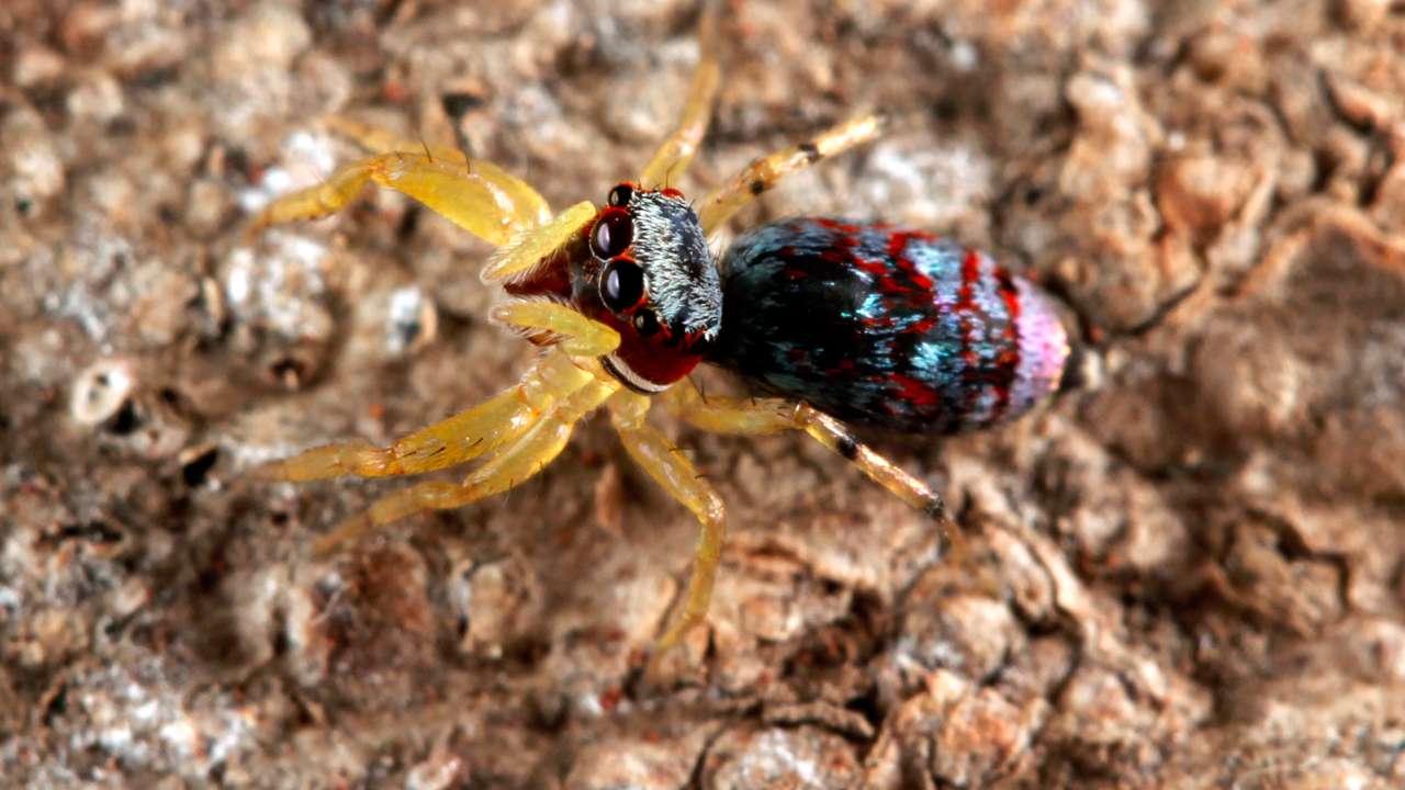 Mumbai: Female jumping spider that remained elusive for 139 years ...
