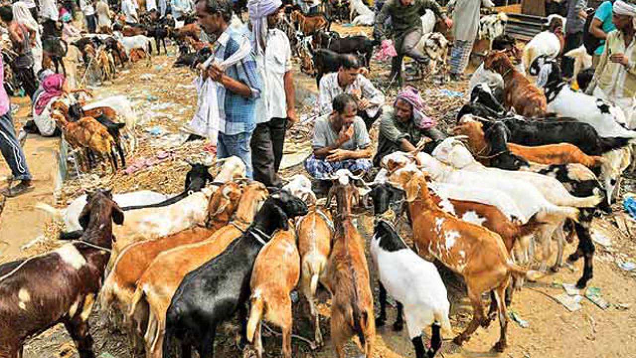 Maharashtra govt buckles under pressure, cancels export of goats to UAE ...