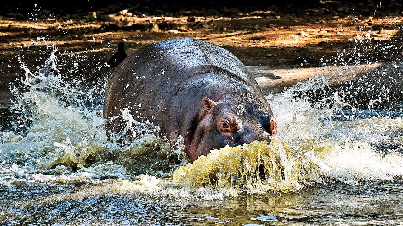 Soon, find Sambar deer at Byculla zoo; BMC begins work