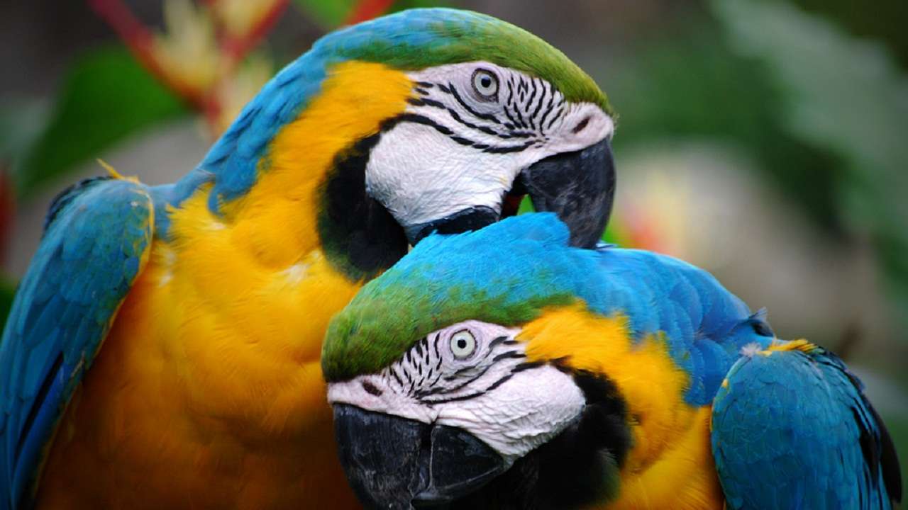 Brain circuits can now make parrots intelligent; allows them to solve ...