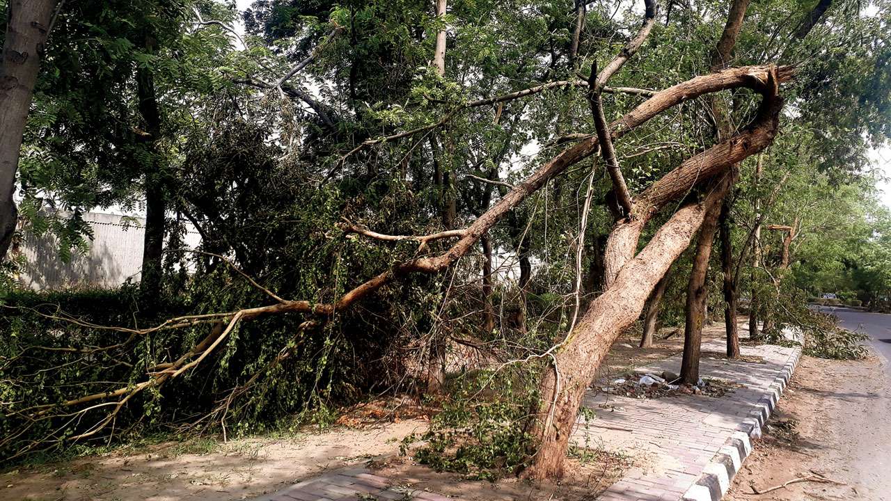 Sudden downpour leads to massive trees falling in Dwarka