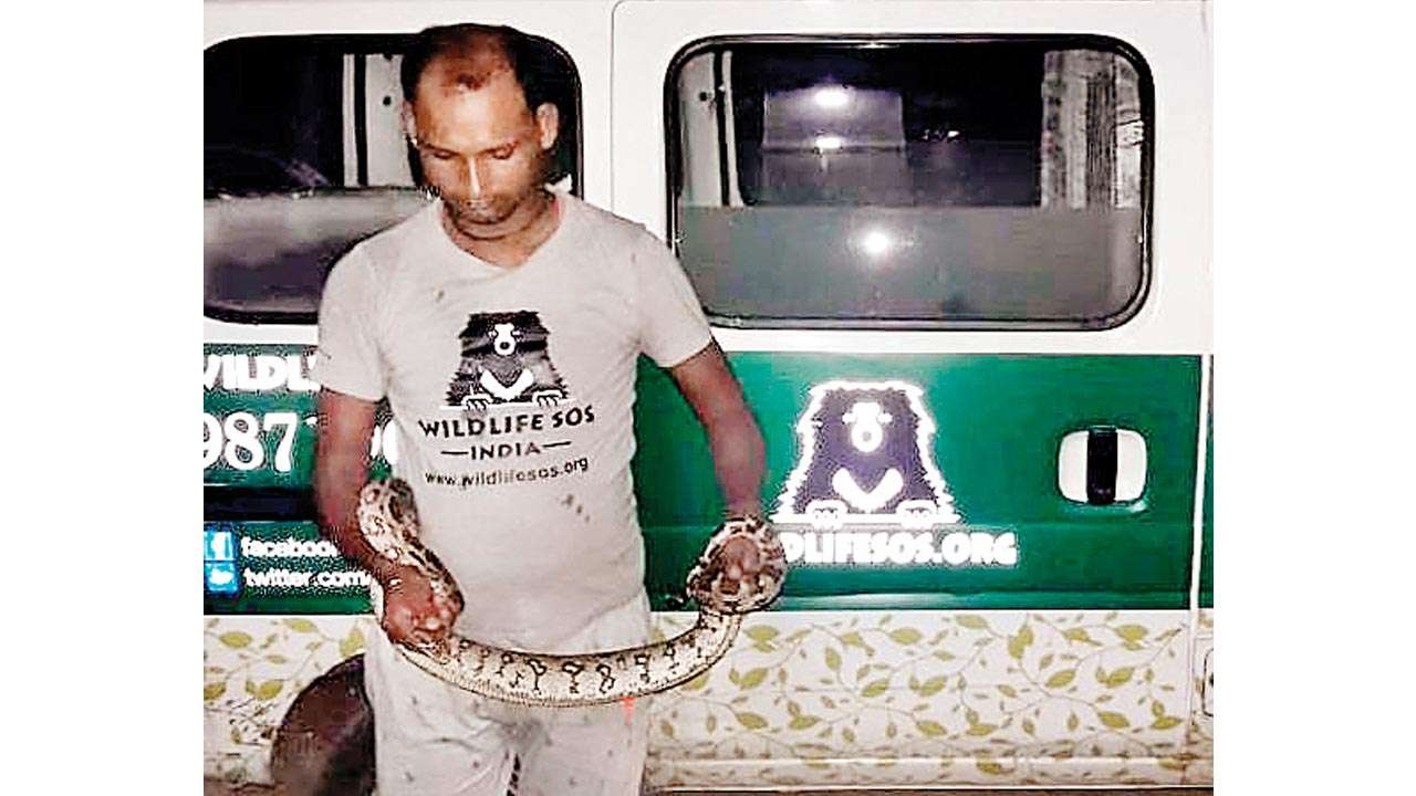 Five-feet long rock python rescued from Gurugram house