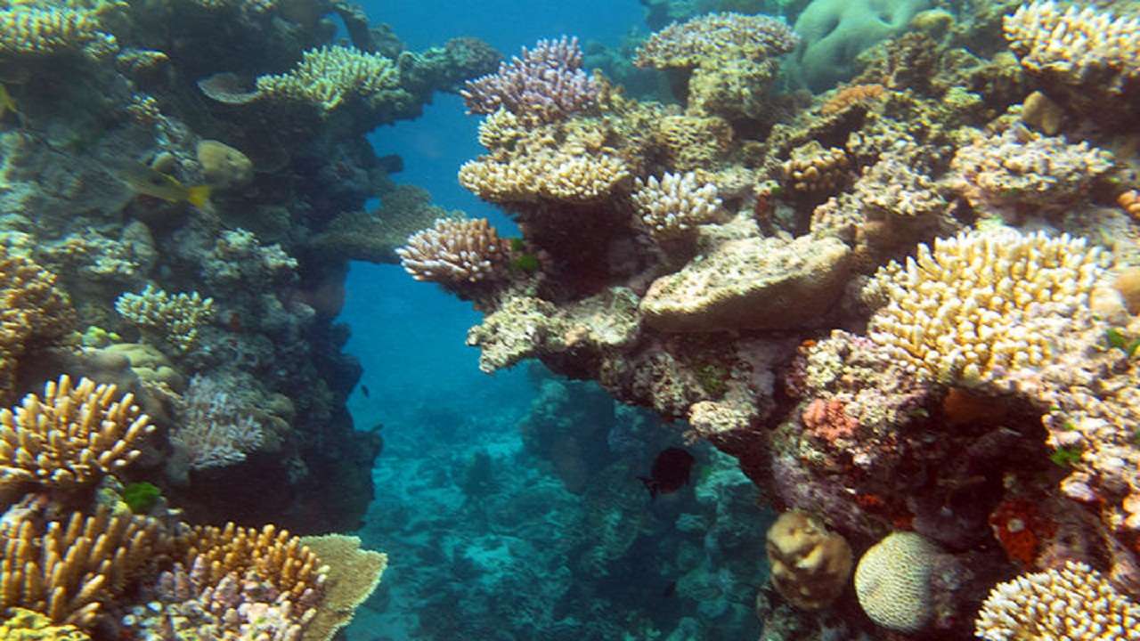 Cloud brightening, 'sun shields' to save Barrier Reef