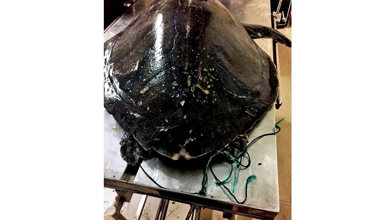 Retrieved fishing cord stuns marine experts