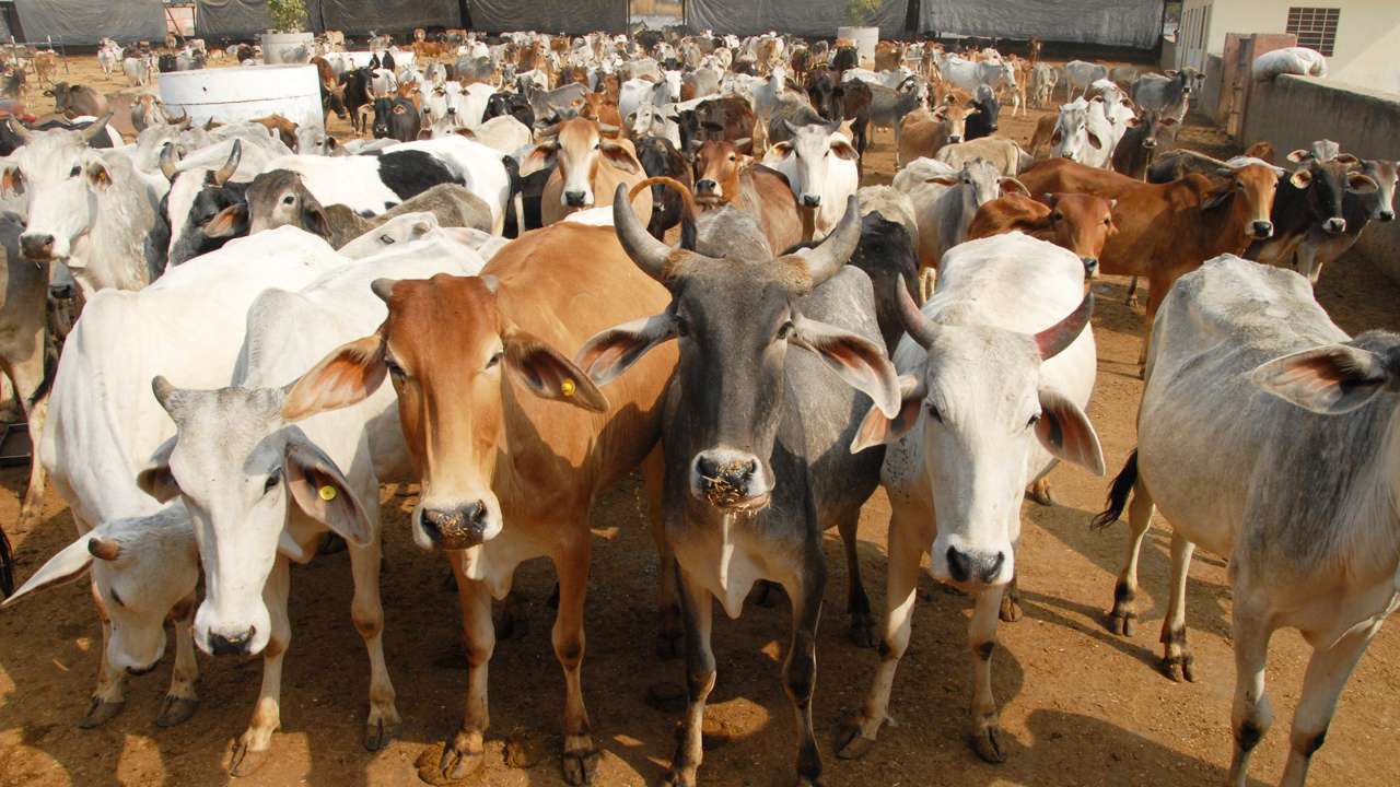 Rajasthan government plans to set up biogas plants in gaushalas to make them self-reliant