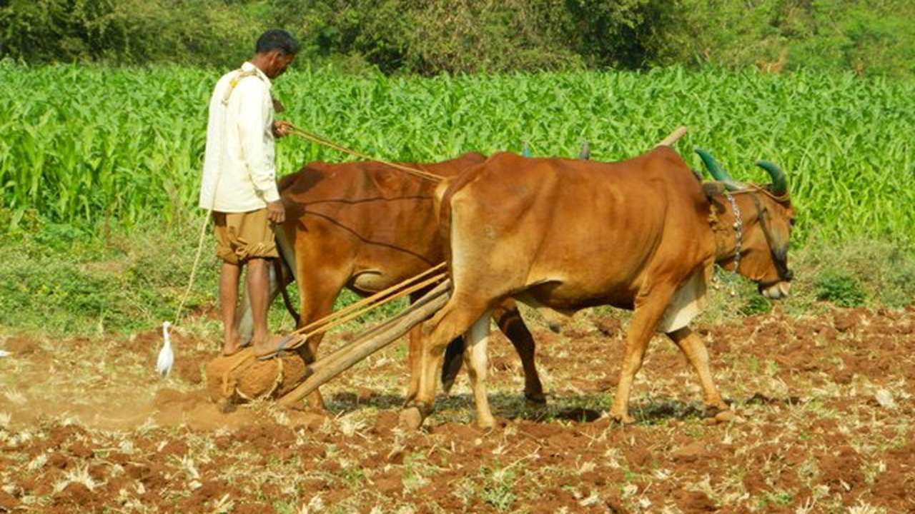 15 dead oxen found in truck near Vasant Kunj area