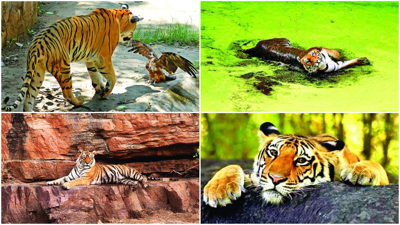 Saving the tiger, but what about habitats?