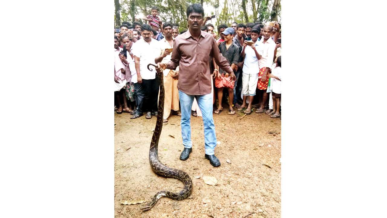 Kerala floods: Tamil tribe to help deal with snake menace