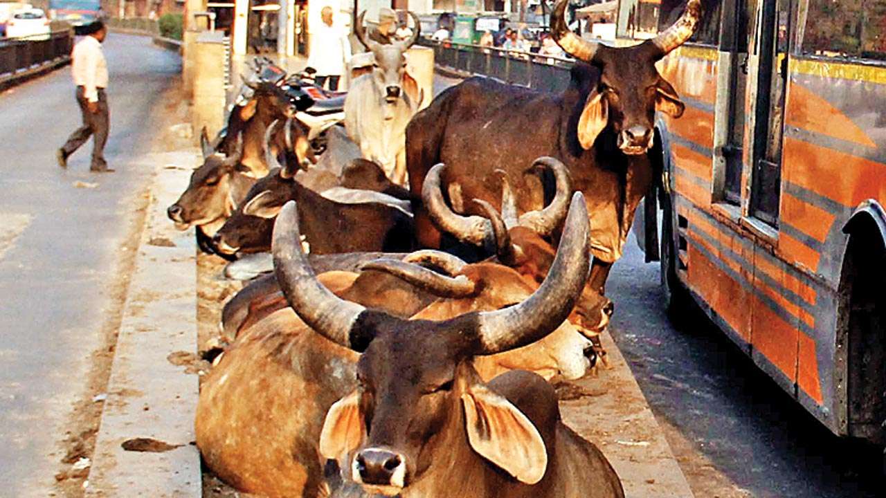 Ahmedabad Municipal Corporation says 6,748 stray bovines caught since April