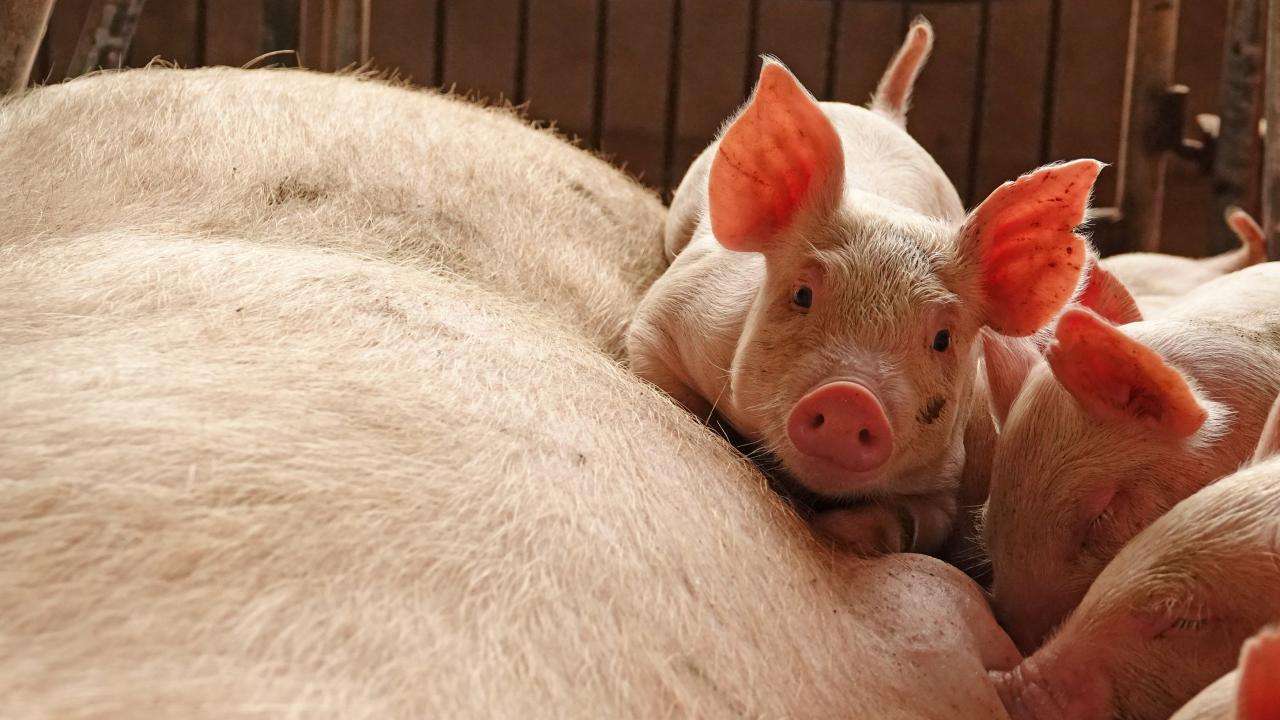 China culls over 38,000 pigs as African swine fever spreads