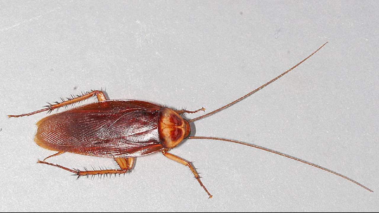 Indian-origin scientist develops cyborg cockroach which could save ...