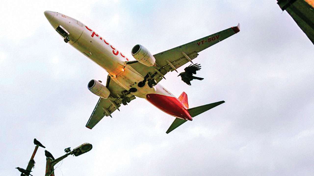 SpiceJet flies into cargo delivery space