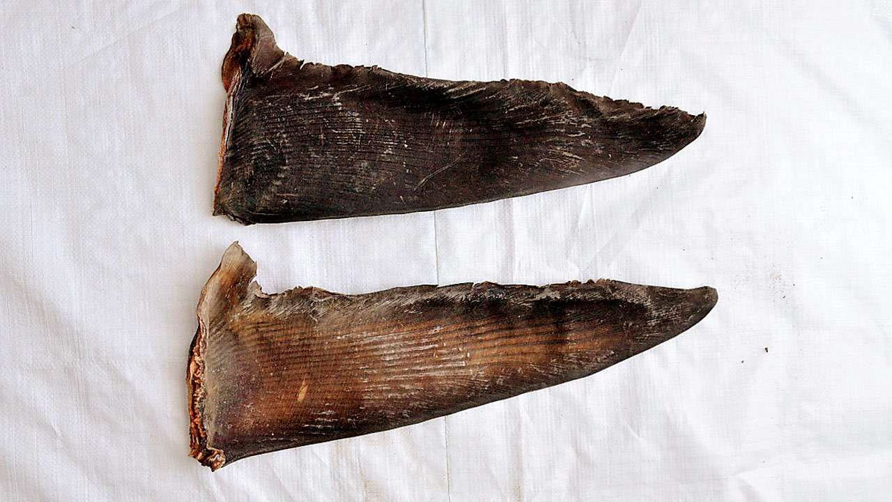 Central Marine Fisheries Research Institute to examine shark fins ...