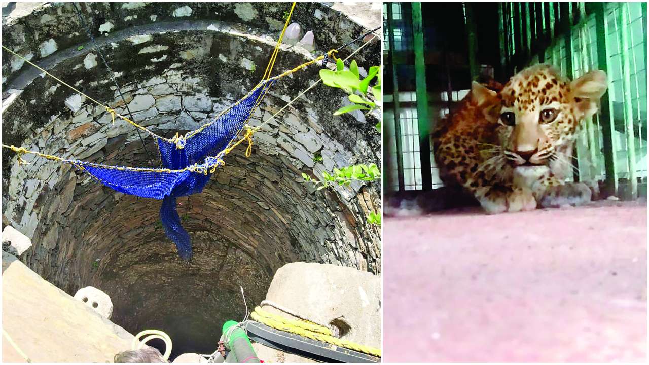Rajasthan: Leopard Cub rescued from well in Kelwa village awaits ...