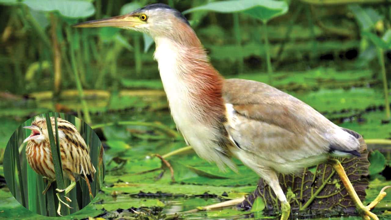 Yellow Bittern spotted in Rajasthan in a rare sight after three decades