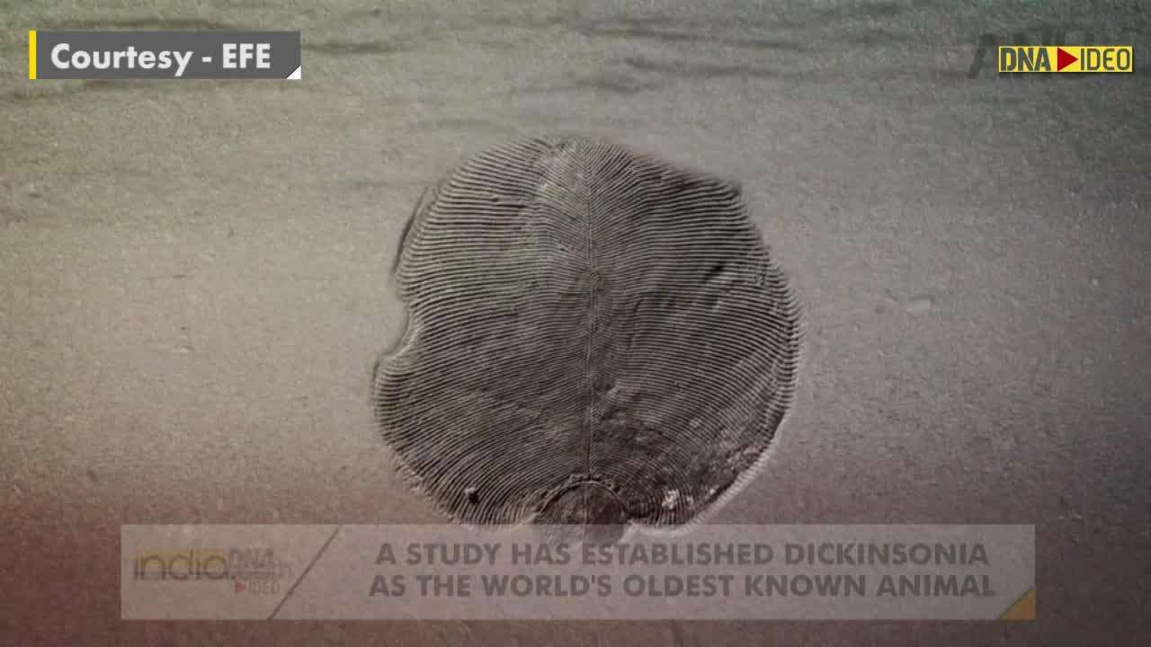 Fat from fossil reveals Dickinsonia as earliest known animal, says study